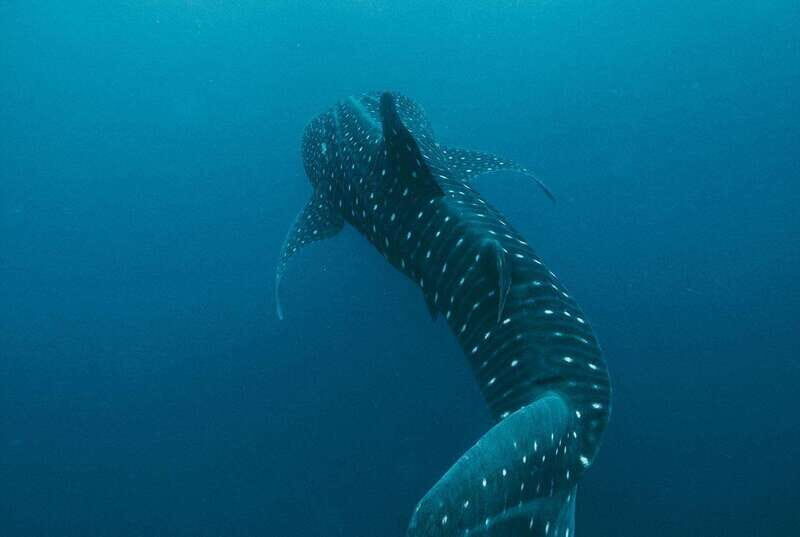 Whale Shark swimming ocean safari all included tour - Authentic Encounters and Reviews