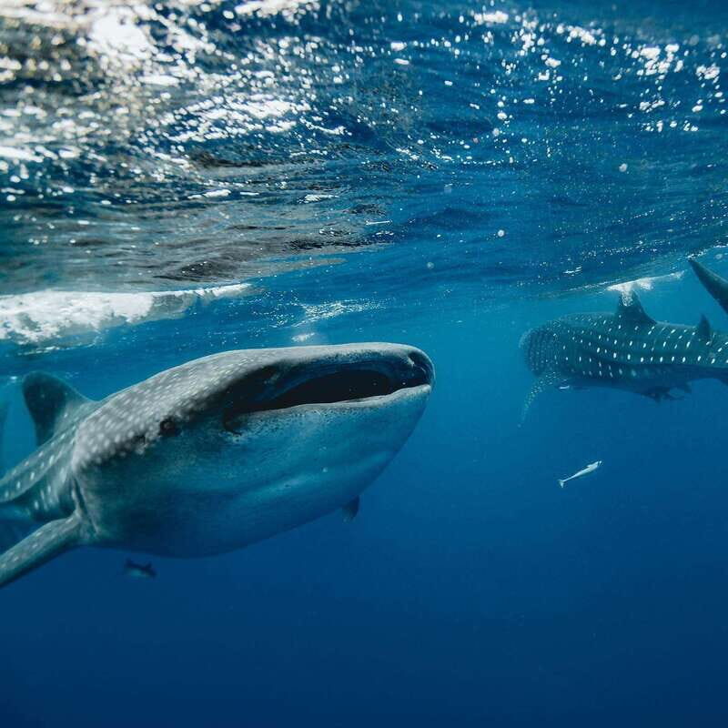 Whale Shark swimming ocean safari all included tour - Practical Tips for Participants