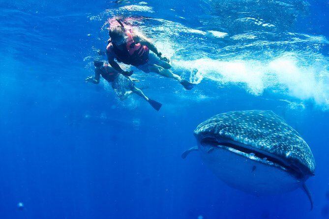 Whale Shark Tour from Cancun, Playa del Carmen, Tulum and Riviera Maya - The Journey to the Whale Shark Hotspot