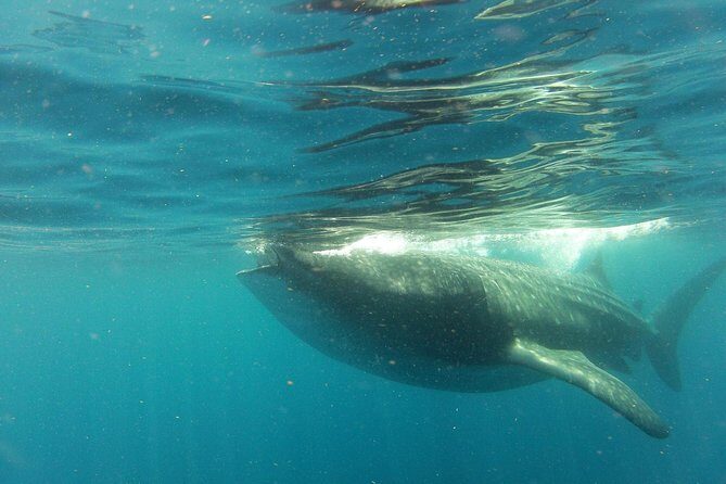 Whale Shark Tour from Holbox Island - Authentic Insights from Reviews