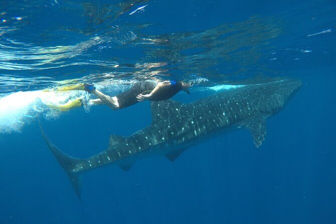 Whale Shark Tour from Holbox Island - The Sum Up: Is This Tour Worth It?