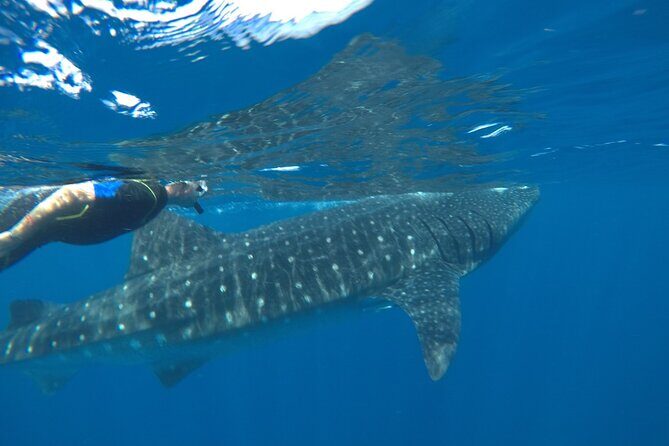 Whale Shark Tour from Holbox Island - Frequently Asked Questions