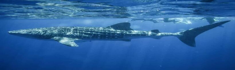 Whale Shark Tour in Cancun in Italian - An In-Depth Look at the Whale Shark Tour Experience