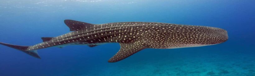 Whale Shark Tour in Cancun in Italian - Final Thoughts