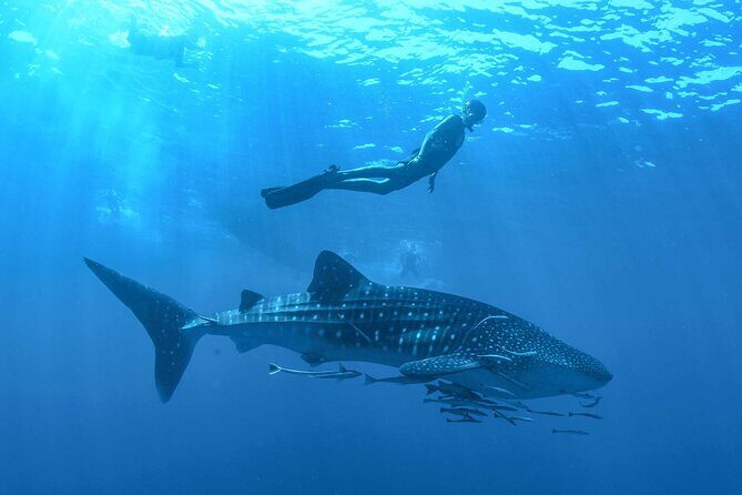 Whale Shark Watching and Snorkeling Experience on Contoy Island - An In-Depth Look at the Whale Shark Tour