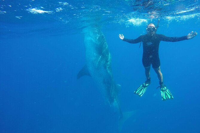 Whale Shark Watching and Snorkeling Experience on Contoy Island - The Sum Up: Is This Tour Worth It?