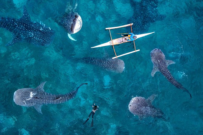 Whale Shark Watching & Tumalog Falls & Kawasan Falls - Final Thoughts: Is It Worth It?