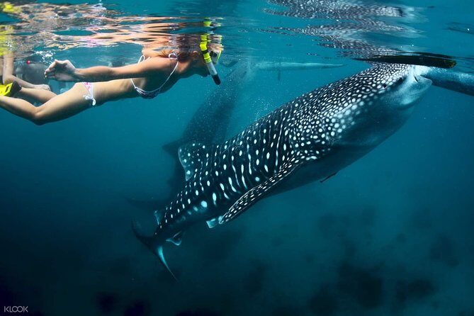 Whale Shark with Tumalog Falls & Sumilon Sandbar - What to Expect from This Tour: A Detailed Look