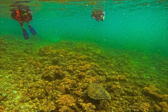 Whale Sharks and Sea Lions Snorkeling Picnic at Balandra Beach - An In-Depth Look at the Experience