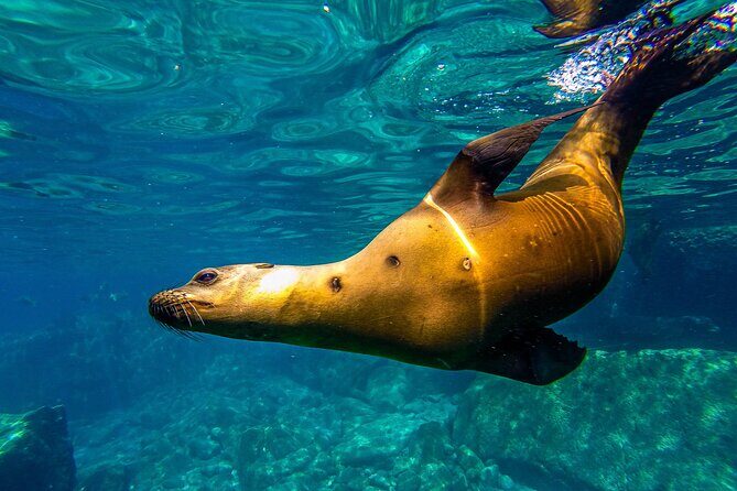 Whale Sharks and Sea Lions Snorkeling Picnic at Balandra Beach - FAQs