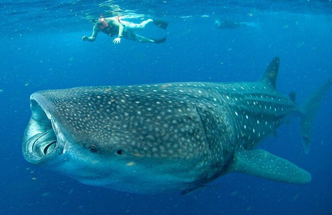 Whale Sharks Small-Group Tour in Cancun and Riviera Maya - The Group Size and Duration