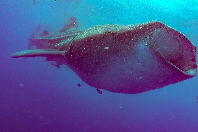 Whale Sharks Small-Group Tour in Cancun and Riviera Maya - The Real-World Experience: Authentic Encounters and Practicalities