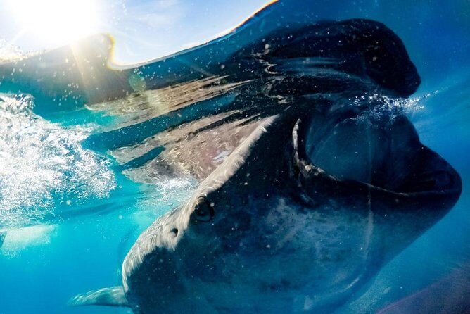 Whale Sharks Small-Group Tour in Cancun and Riviera Maya - The Sum Up