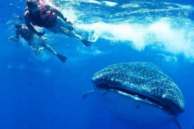 Whale Sharks Small-Group Tour in Cancun and Riviera Maya - FAQs