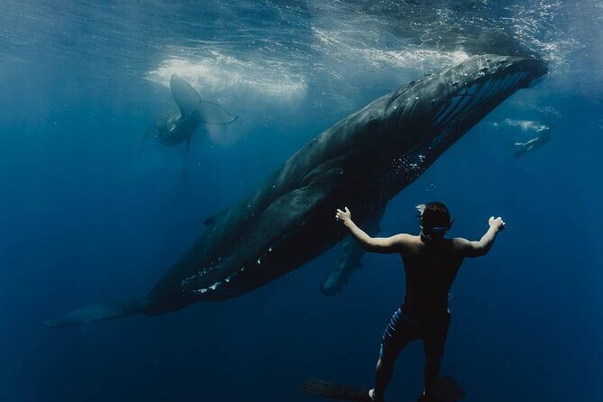 Whale Tour - Observe and swim with whales - Key Points