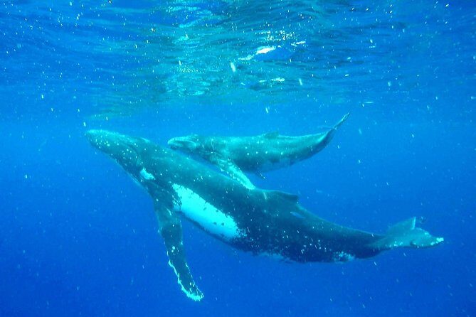 Whale Tour - Observe and swim with whales - What to Expect from the Moorea Whale Tour