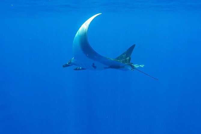 Whale Tour - Observe and swim with whales - The Sum Up