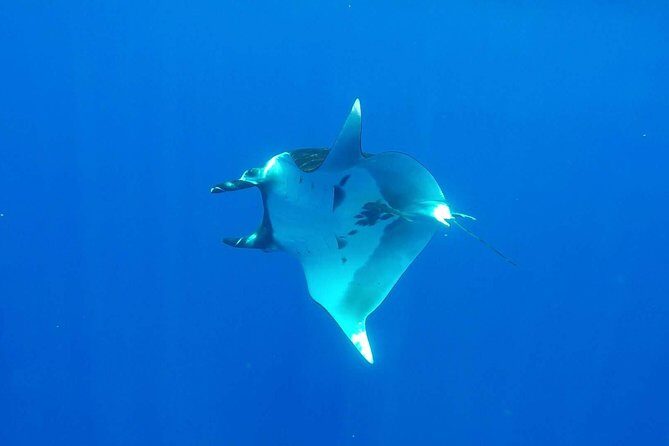 Whale Tour - Observe and swim with whales - FAQ
