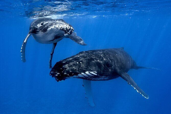 WHALE TOUR - Watching and Swimming with Whales - What to Expect from the Tour