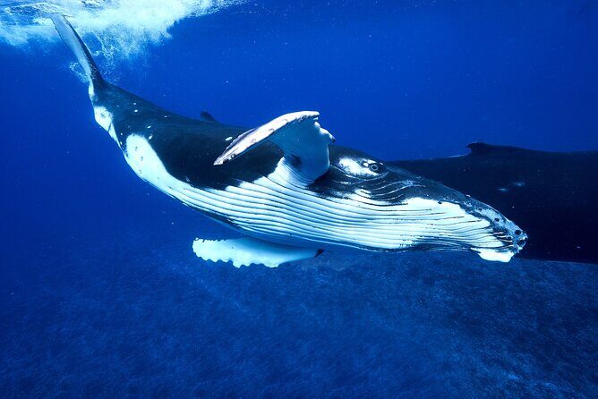 WHALE TOUR - Watching and Swimming with Whales - Practical Details