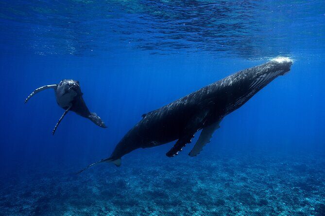 WHALE TOUR - Watching and Swimming with Whales - Who Would Love This Tour?