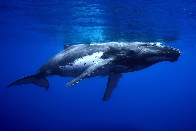 WHALE TOUR - Watching and Swimming with Whales - Final Thoughts