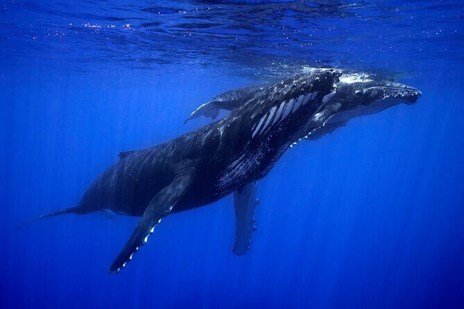 WHALE TOUR - Watching and Swimming with Whales - Frequently Asked Questions