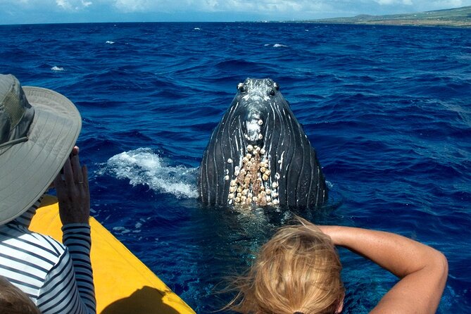 Whale Watch Adventure Aboard Mauis Only Luxury Super Raft - Experienced Guides and Whale Behavior