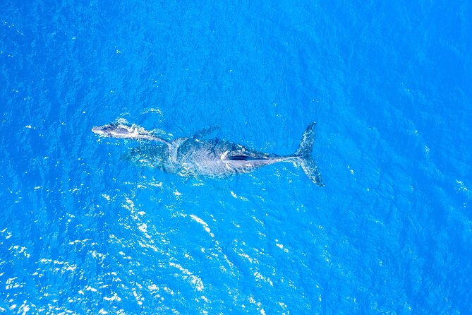 Whale Watch Adventure Aboard Mauis Only Luxury Super Raft - Onboard Amenities and Inclusions