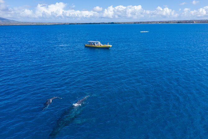 Whale Watch Adventure Aboard Mauis Only Luxury Super Raft - Meeting and Pickup Information