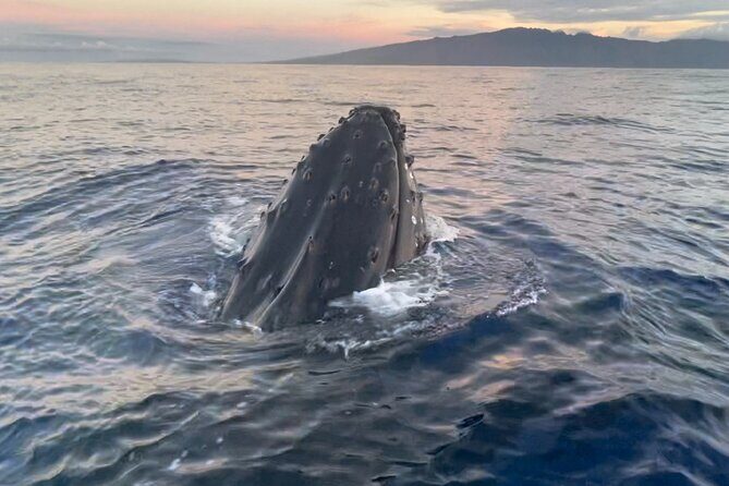 Whale Watch and Scenic Tour from Kayak - An Honest Look at the Experience