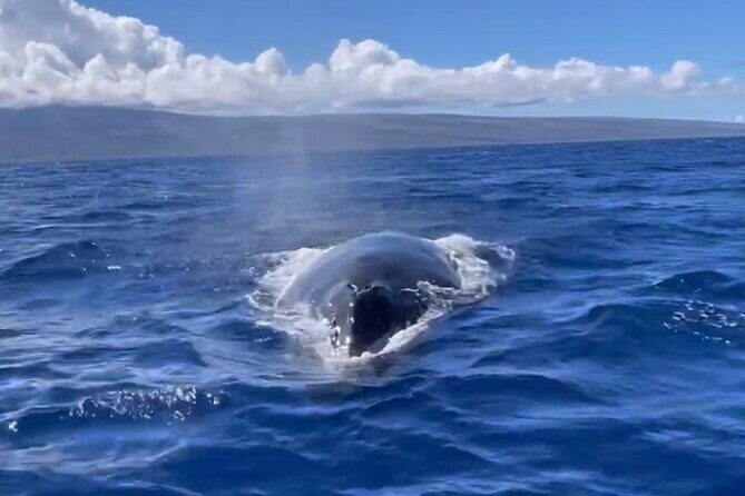 Whale Watch and Scenic Tour from Kayak - Final Thoughts