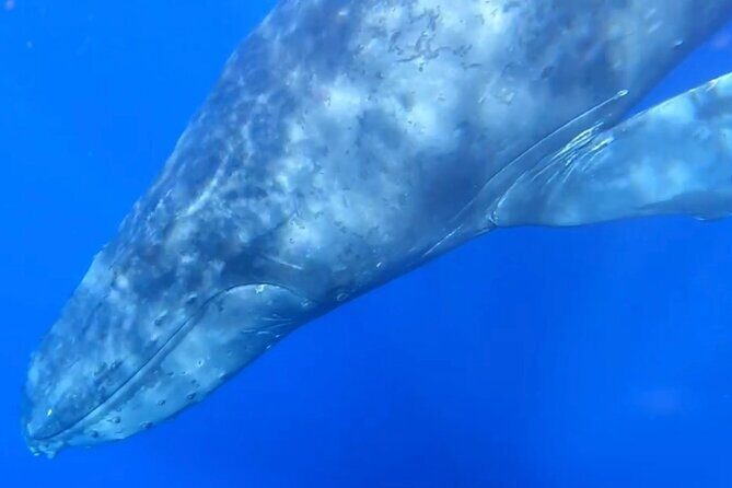 Whale Watch and Scenic Tour from Kayak - FAQ