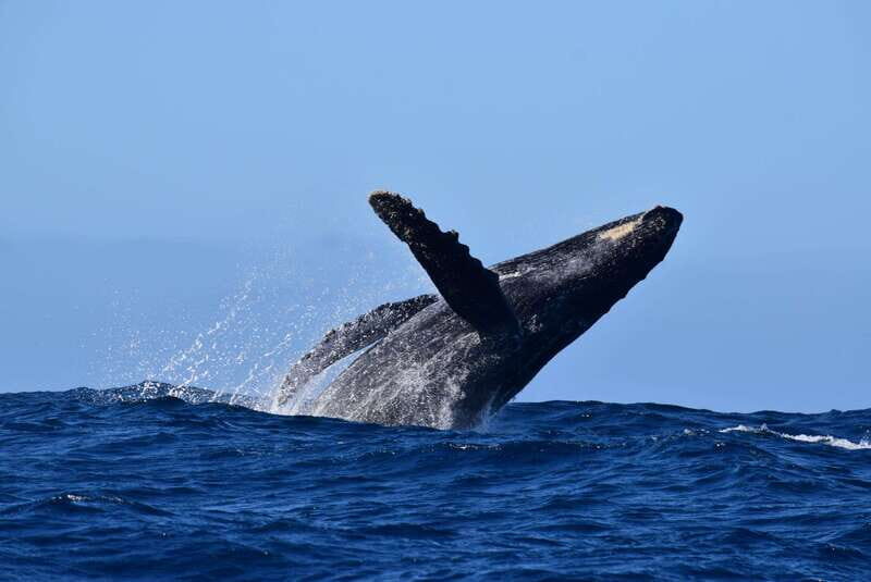Whale Watch Cabo: Group Whale Watching Tour - FREE photos - Key Points