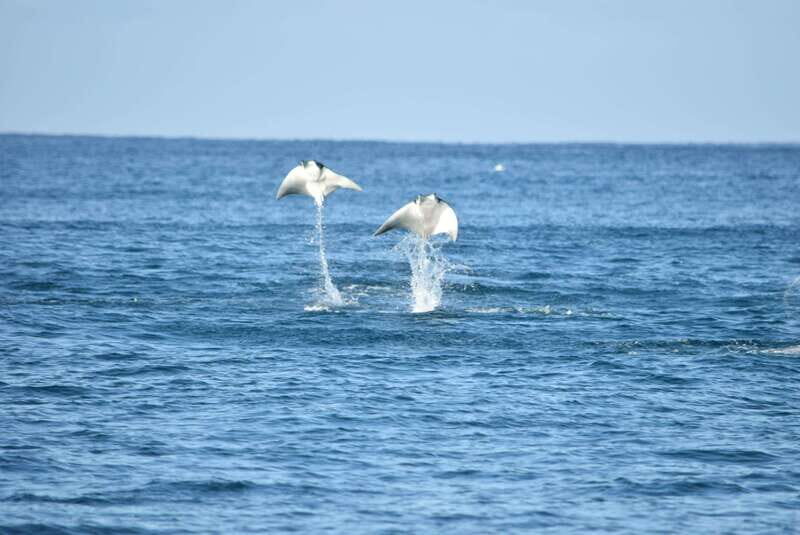 Whale Watch Cabo: Group Whale Watching Tour - FREE photos - What to Expect from the Tour