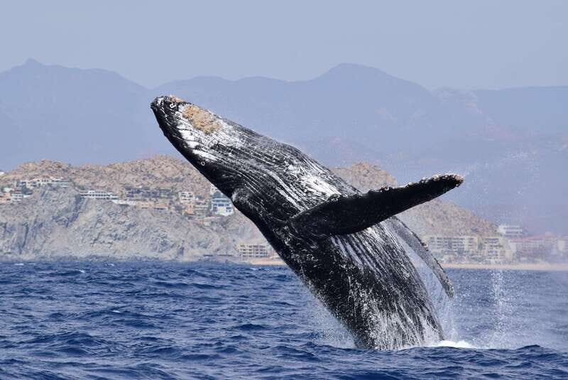 Whale Watch Cabo: Group Whale Watching Tour - FREE photos - Authentic Experiences and Authenticity