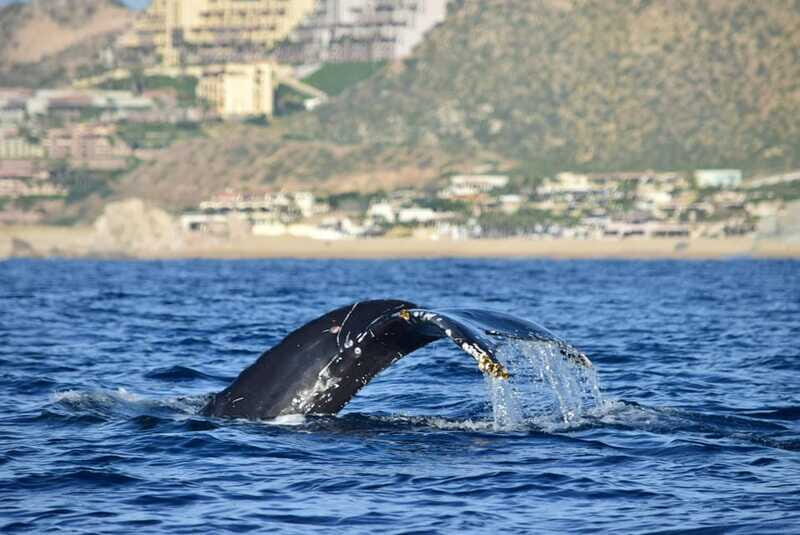 Whale Watch Cabo: Group Whale Watching Tour - FREE photos - Who Will Love This Tour?