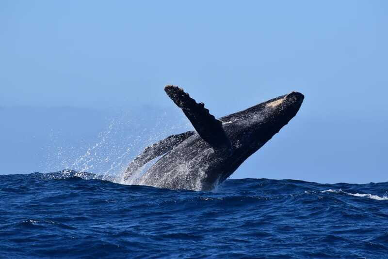 Whale Watch Cabo: Group Whale Watching Tour - FREE photos - FAQ
