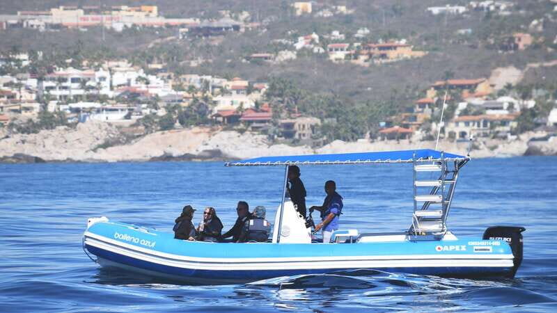 Whale Watch Cabo: Zodiac Whale Adventure - FREE Photos - Analyzing the Value