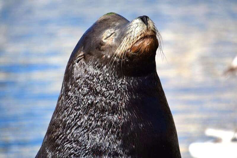 Whale Watch Cabo: Zodiac Whale Adventure - FREE Photos - Practical Tips for Travelers