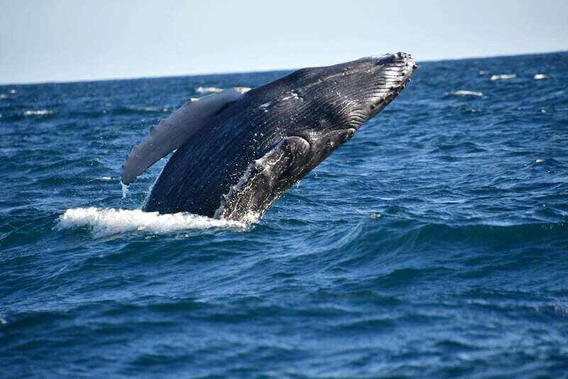 Whale Watch Cabo: Zodiac Whale Adventure - FREE Photos - FAQ