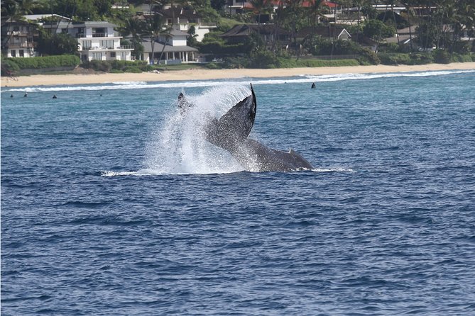 Whale Watch Cruise Aboard The Majestic by Atlantis Cruises - Meeting and Departure Information
