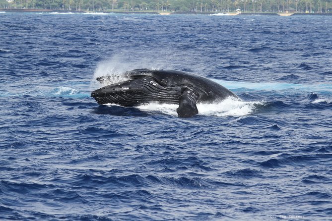 Whale Watch Cruise Aboard The Majestic by Atlantis Cruises - Guest Feedback and Highlights