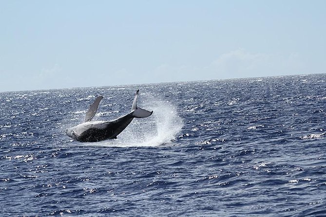 Whale Watch Cruise Aboard The Majestic by Atlantis Cruises - Additional Information