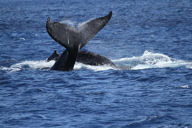 Whale Watch Cruise Aboard The Majestic by Atlantis Cruises - Scenic Views and Marine Life