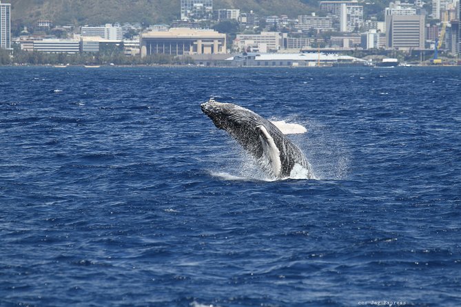 Whale Watch Cruise Aboard The Majestic by Atlantis Cruises - Frequently Asked Questions