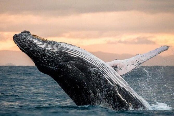 Whale Watch, Dolphins, Turtles and Sightseeing Cruise - The Experience: A Closer Look