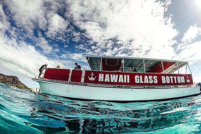 Whale Watch, Dolphins, Turtles and Sightseeing Cruise - Final Thoughts: Is It Worth It?