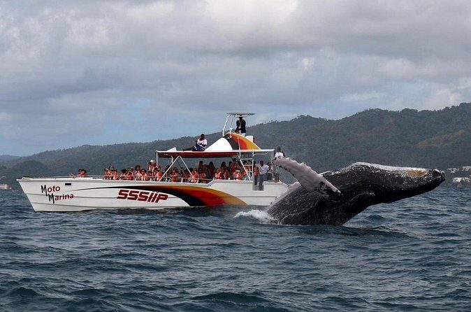 Whale watch tour from Santo Domingo with Bacardi Island and lunch included - Real Traveler Insights and Expectations