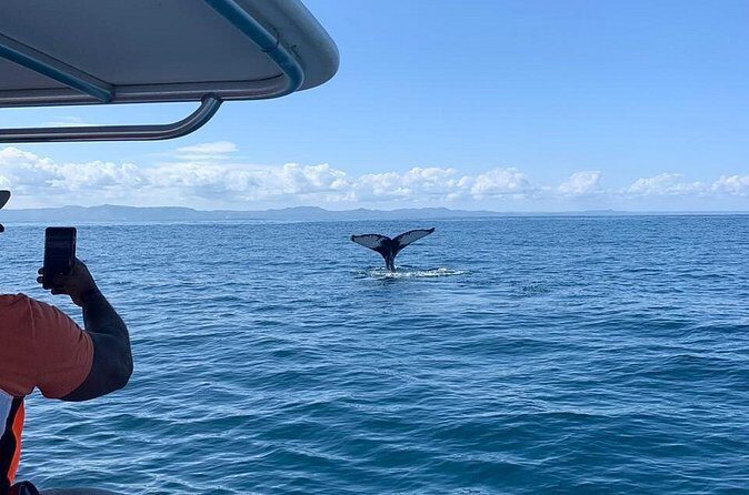 Whale watch tour from Santo Domingo with Bacardi Island and lunch included - The Cost and What You Get